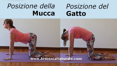 Bitilasana-Marjariasana, la sequenza della mucca e del gatto – Armonia ...