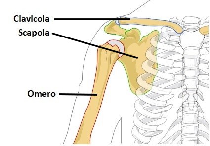 Spalle (cingolo scapolare): anatomia e funzioni – Armonia Naturale